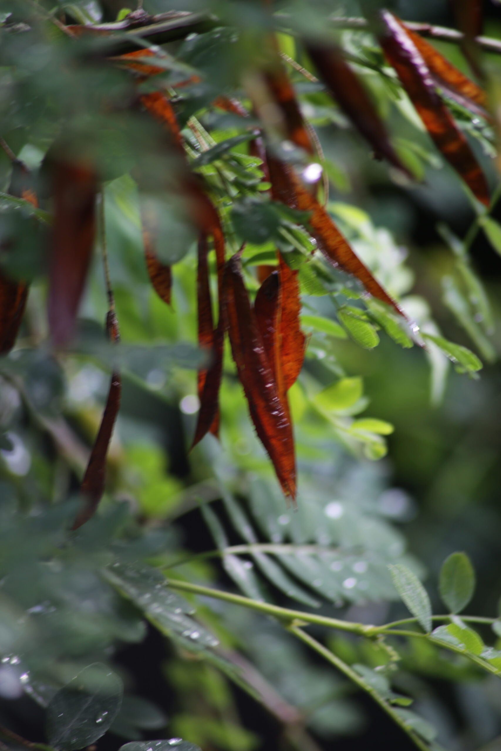 Learning Their Names: Letters from the Home Place